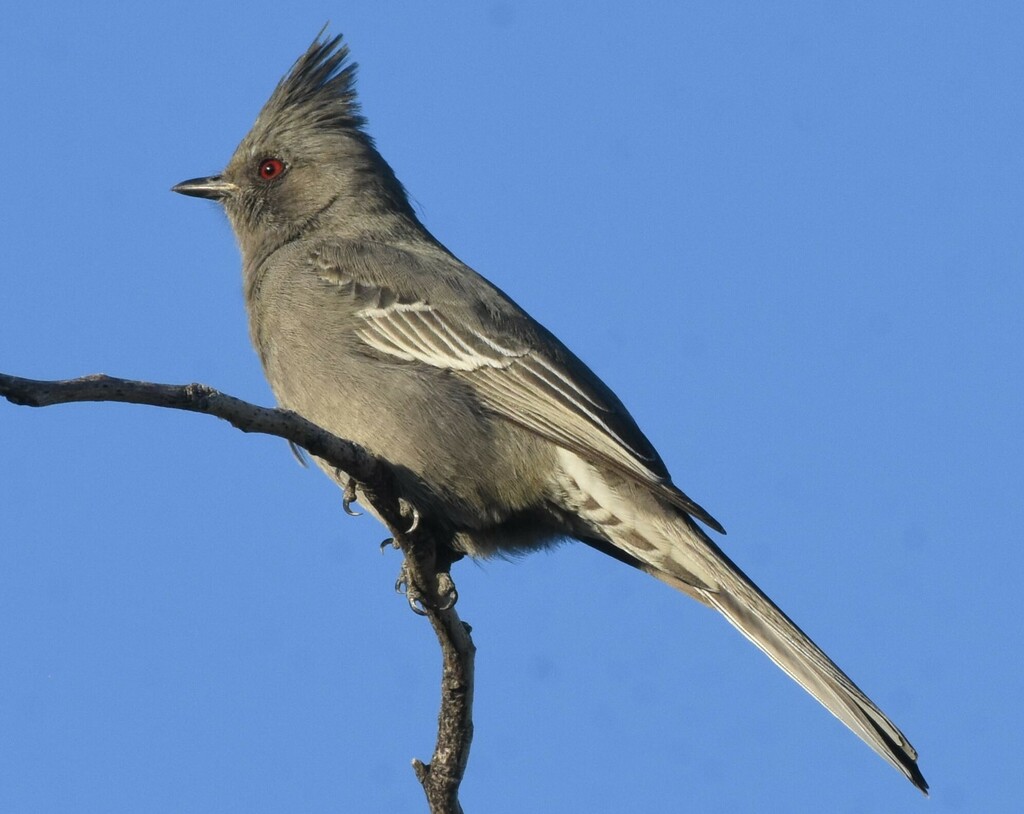 Phainopepla from Fort Lowell Park, 2900 N Craycroft Rd, Tucson, AZ ...