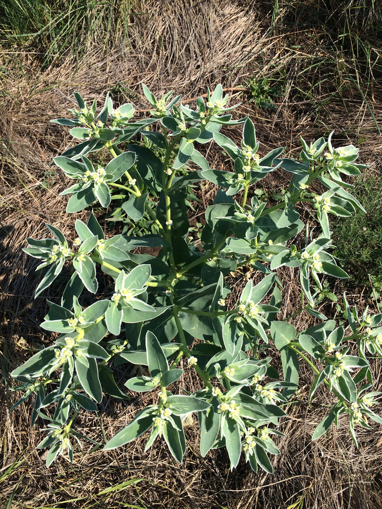 Snow-on-the-mountain (Plants of North Sterling State Park) · iNaturalist