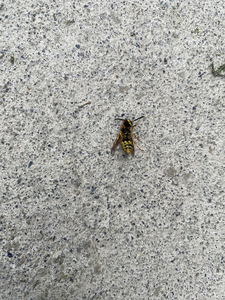 Ground Yellowjackets from View Ridge, Seattle, WA 98115, USA on October ...