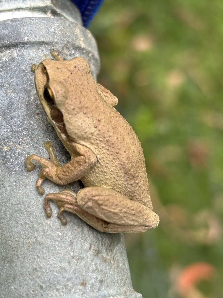 Brown Tree Frog from Pheasant Creek VIC 3757, Australia on November 9 ...