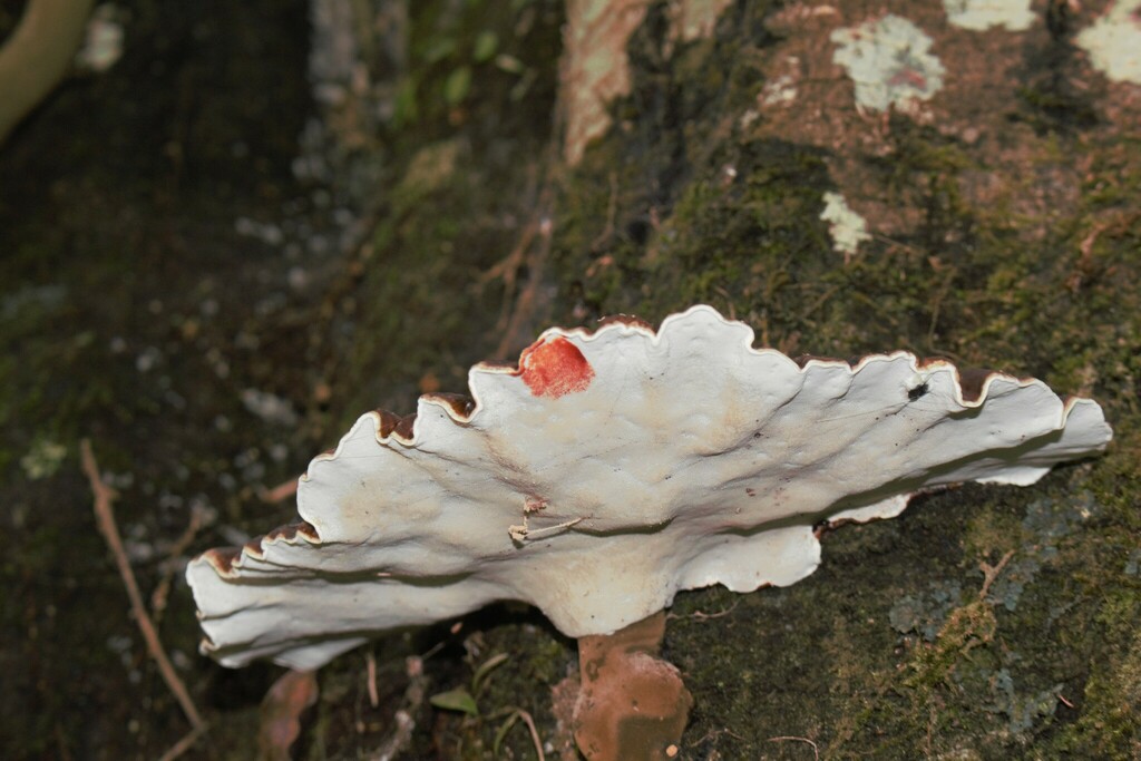 red-staining stalked polypore from Hogans Rd, Upper Duroby NSW 2486 ...