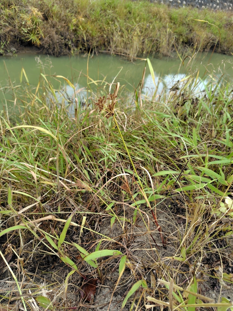 Cyperus compactus in November 2024 by chiuluan. Poisoned by weedicide ...