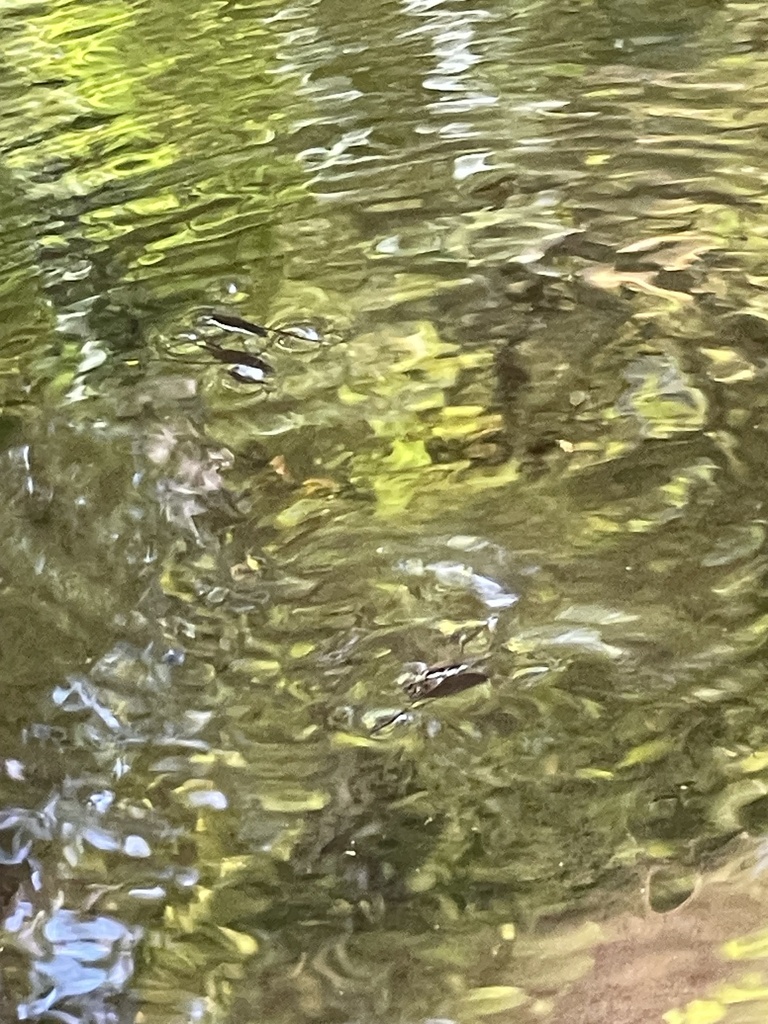 North American Common Water Strider from Mt Paul Rd, Oak Ridge, NJ, US ...