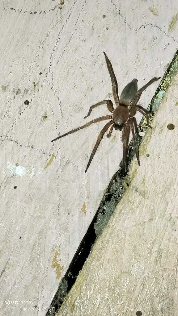 Stone Spiders from Xico, Ver., México on November 3, 2024 at 11:09 PM ...