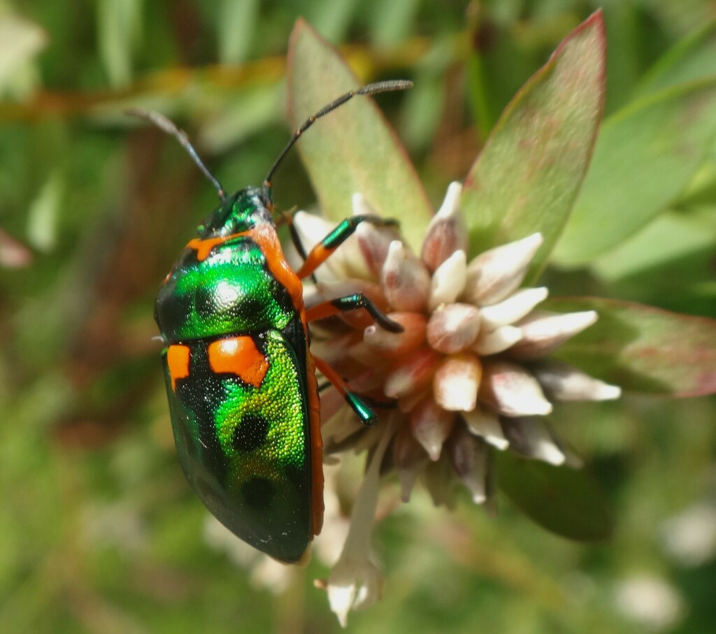 Metallic Shield Bug in October 2024 by victorianwalker. On Pimelea sp ...