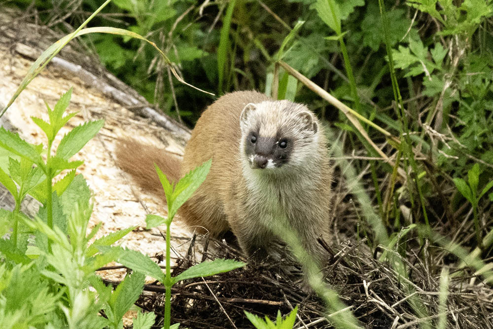 Japanese Weasel in June 2020 by m_sato · iNaturalist