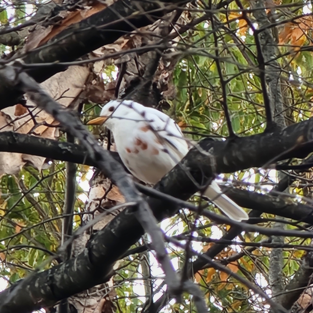 American Robin from Lake Walker, Baltimore, MD, USA on November 11 ...