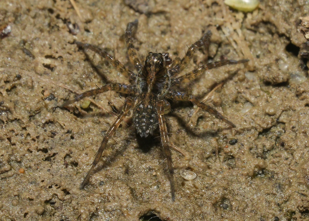 Thin-legged Wolf Spiders from Cabin Creek Rd, Easton, Kittitas County ...