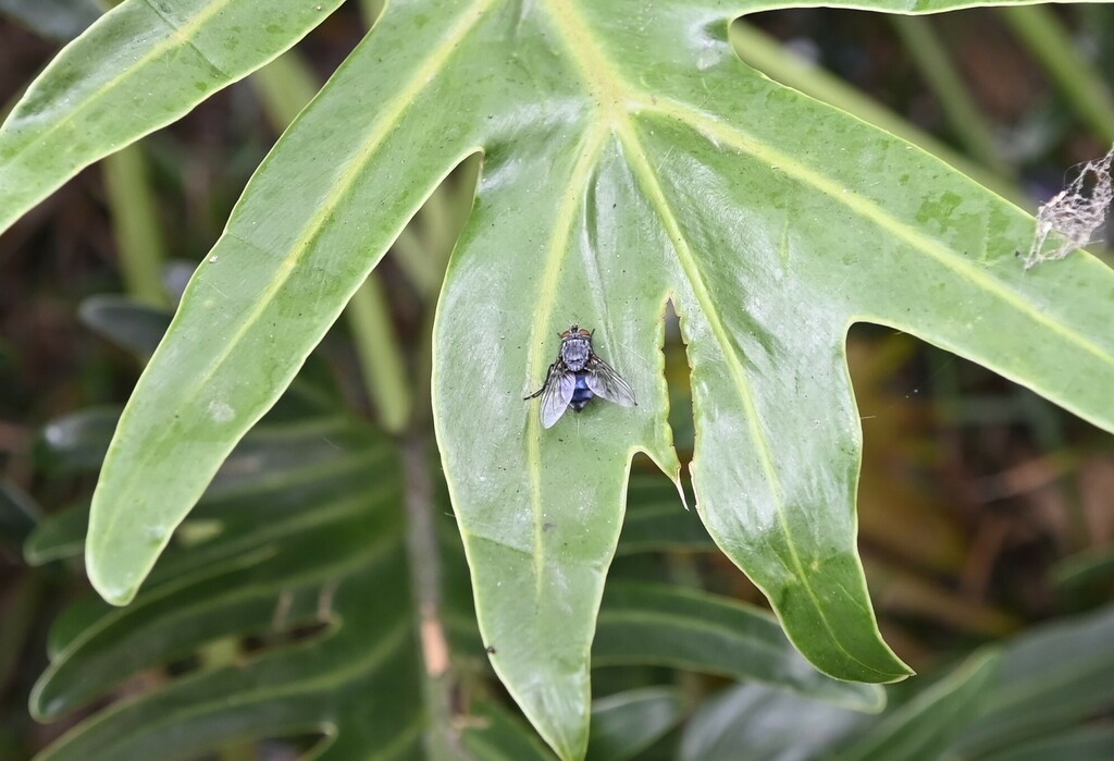 Blue Blowfly from Wynyard, Sydney NSW 2000, Australia on November 12 ...