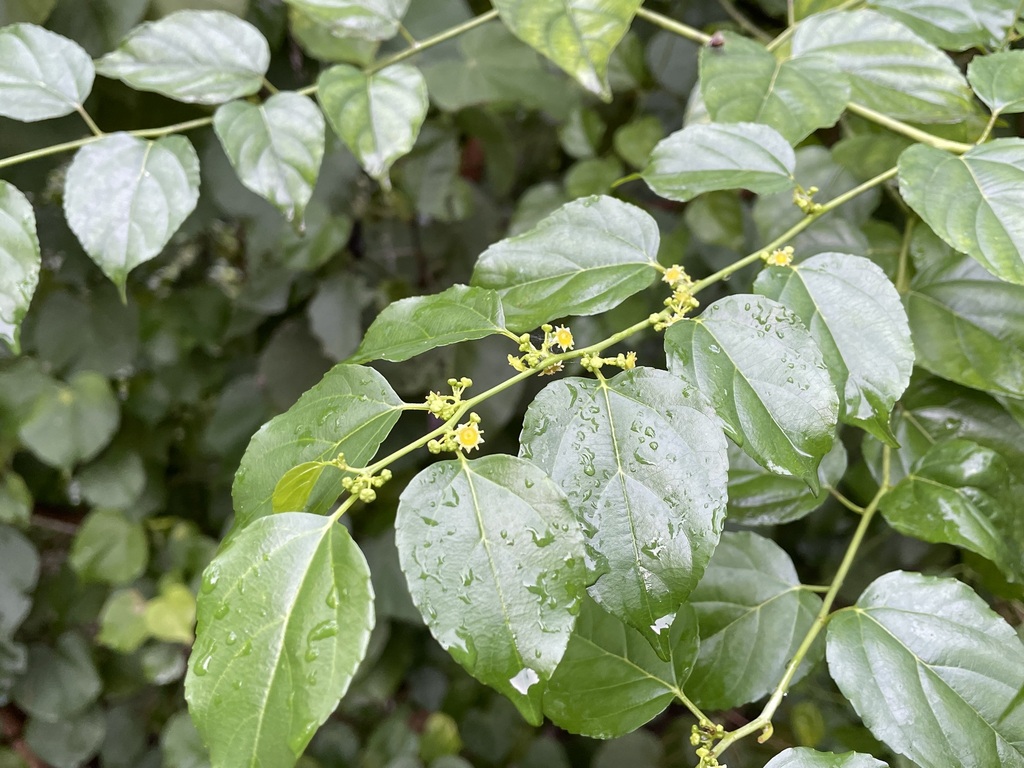 latherleaf from Sakhu, Thalang District, Phuket 83110, Таиланд on ...