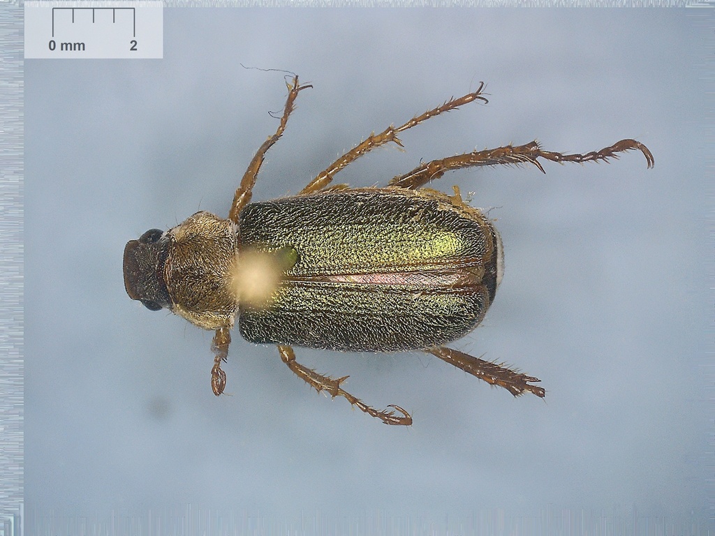 Dichelonyx canadensis from Katevale, Estrie, QC, Canada on June 9, 1997 ...