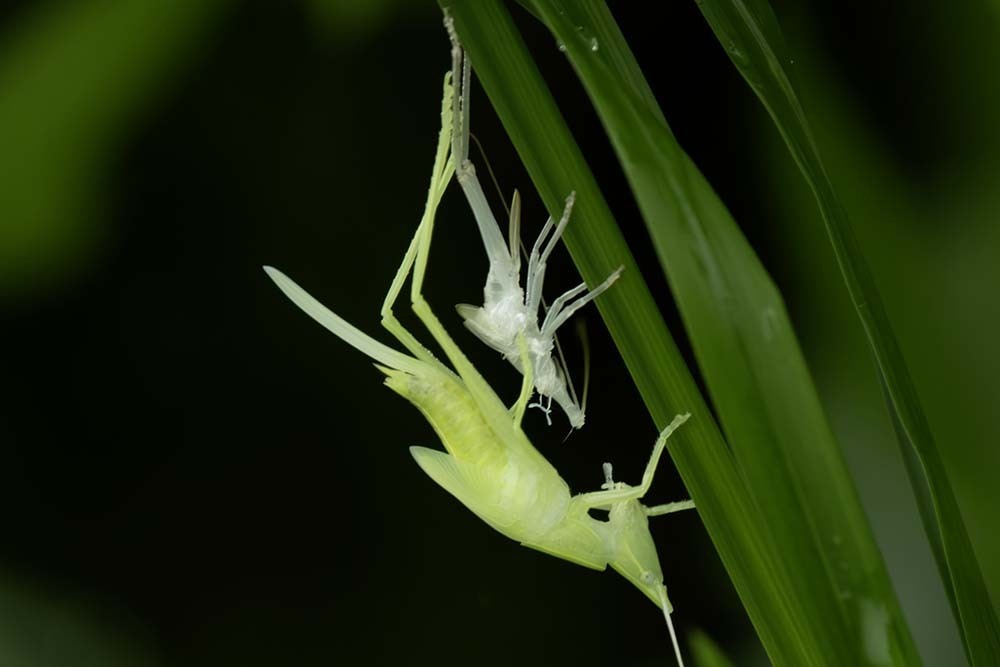 Euconocephalus varius from 日本、東京都多摩市関戸交通公園 on July 25, 2020 at 06:00 AM ...