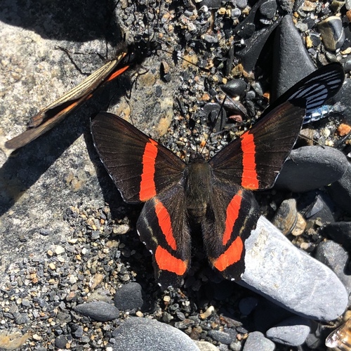 Ancyluris colubra · iNaturalist
