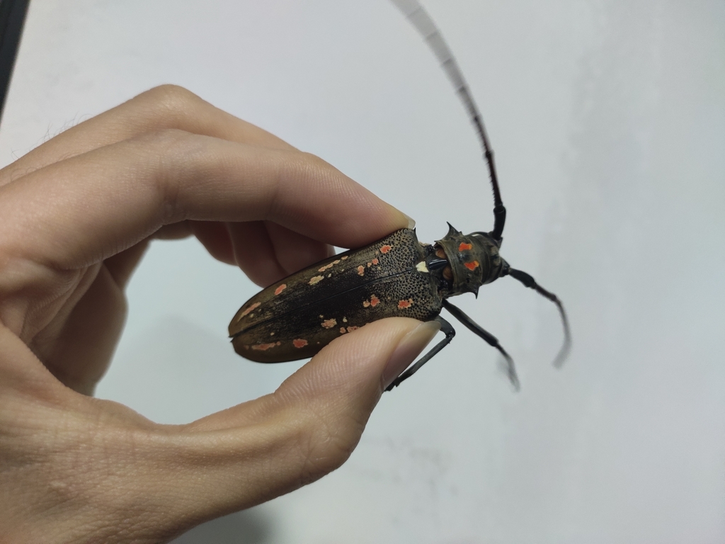 Batocera davidis from 从化区从化 on May 08, 2024 at 09:00 PM by fengde ...