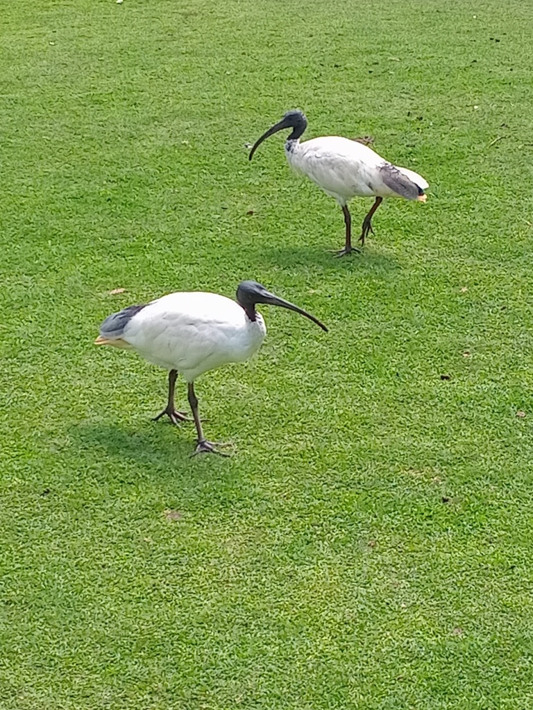 Australian Ibis from Whiteman WA 6068, Australia on November 12, 2024 ...