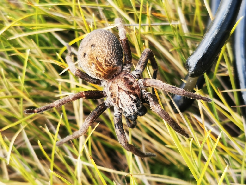 Spiders from 7072, New Zealand on November 12, 2024 at 10:06 AM by ...