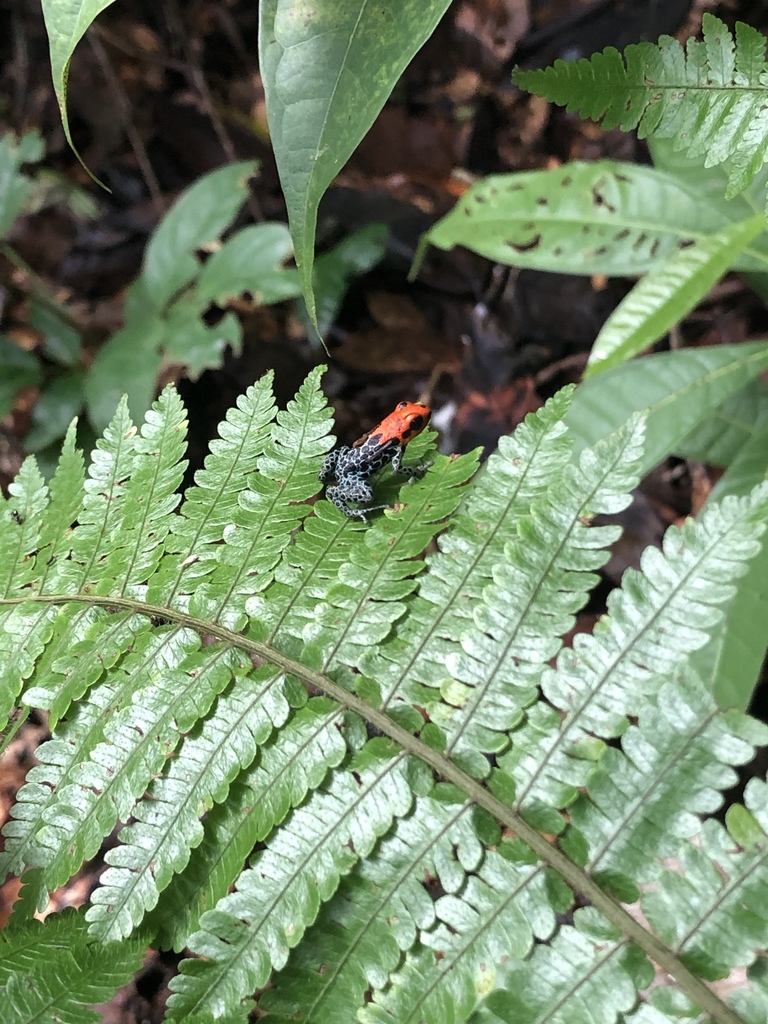Red-backed Poison Frog from Maynas, PE-LO, PE on July 06, 2019 at 02:13 ...