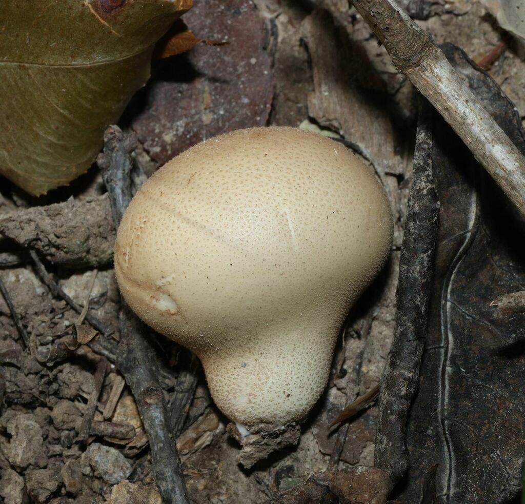 Pear-shaped Puffball in October 2024 by lynath. on hardwood stump same ...