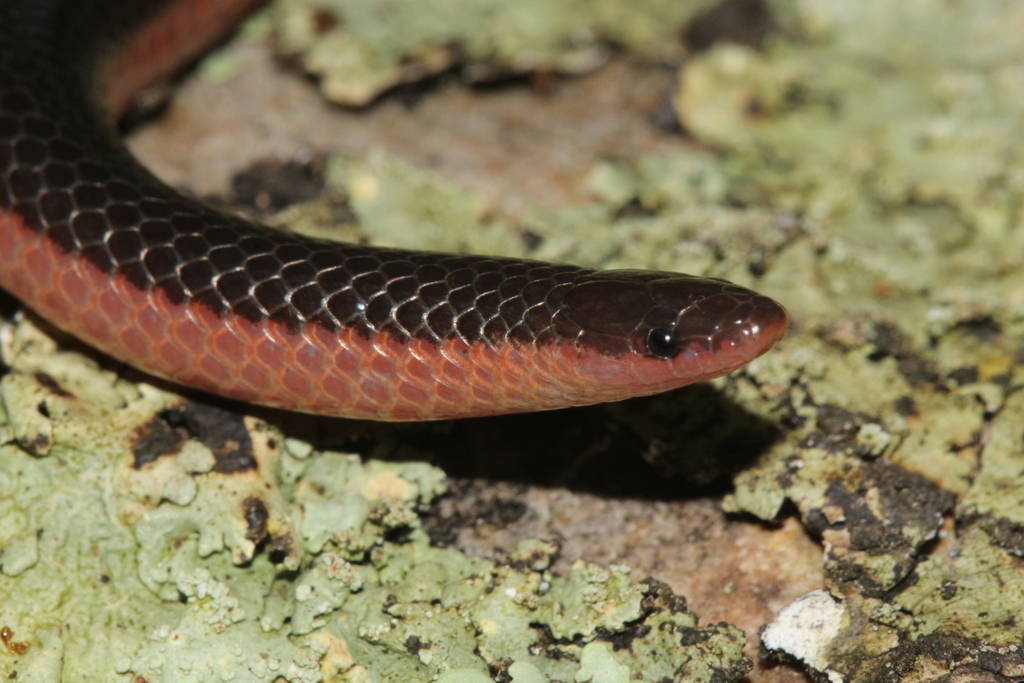 Western Worm Snake in July 2019 by Jance S Carter · iNaturalist