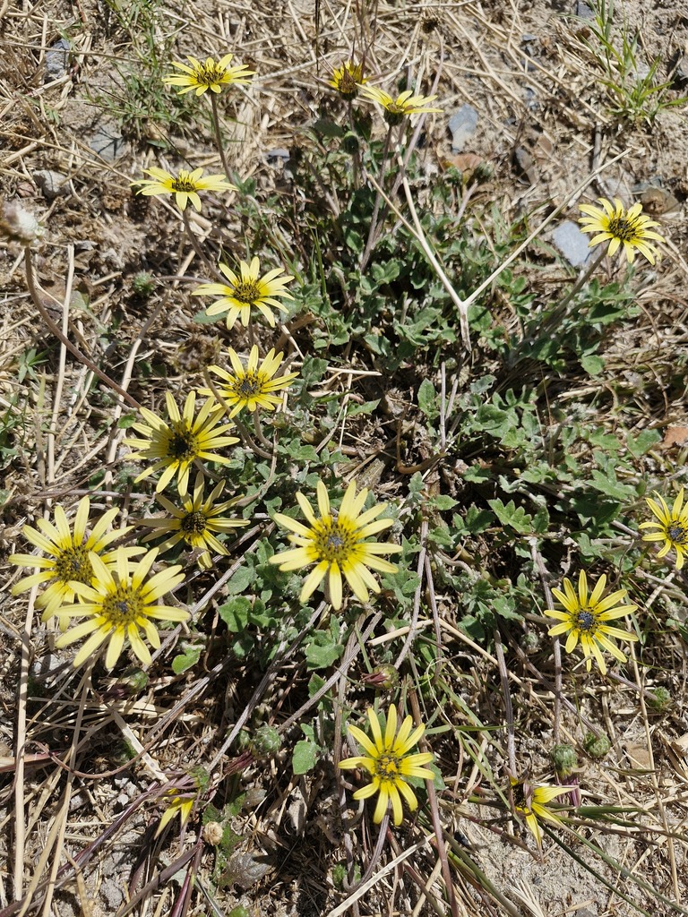 Capeweed from Bellville, Cape Town, South Africa on November 6, 2024 at ...