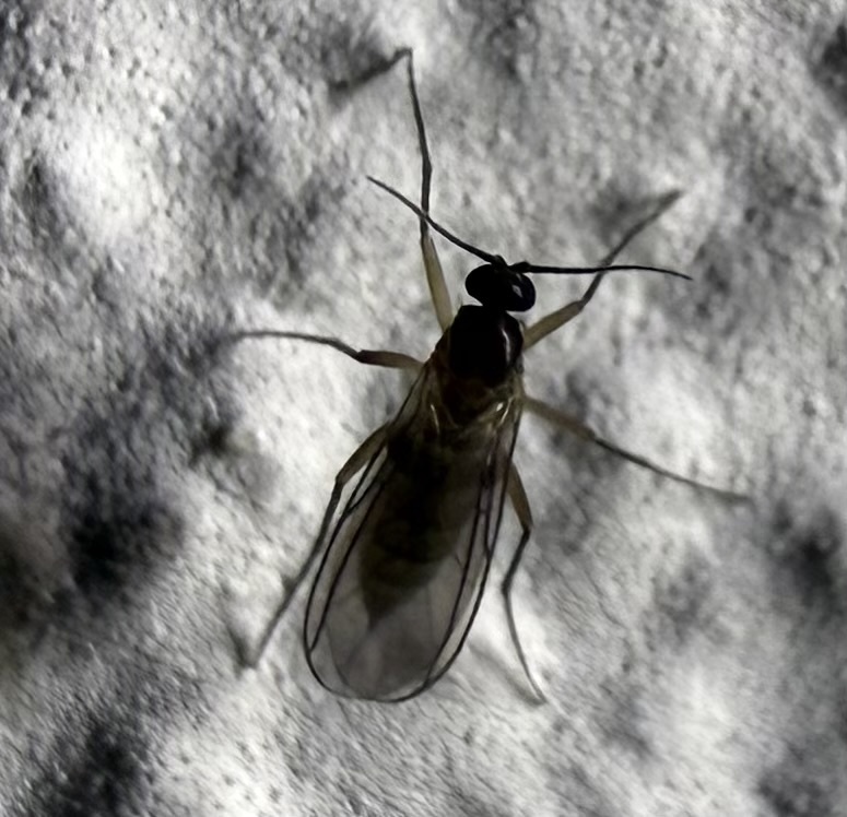 Dark-winged Fungus Gnats from Varone Cove Ct, Winter Garden, FL, US on ...