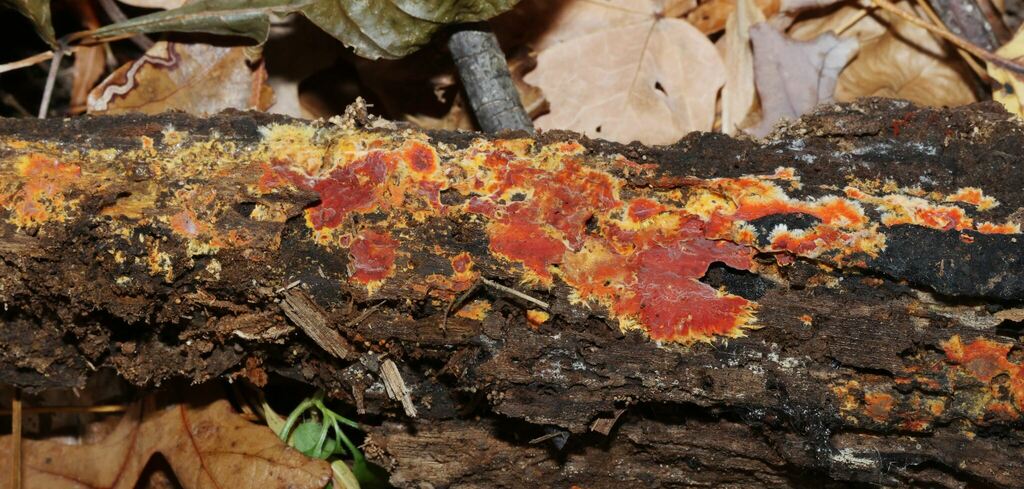 scarlet waxcrust in November 2024 by lynath. on underside of piece of ...