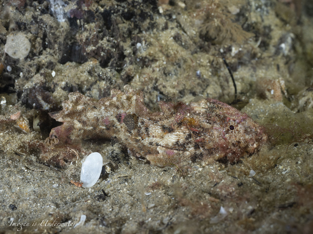 Southern Velvetfish from Rye Pier on November 9, 2024 at 09:09 PM by ...