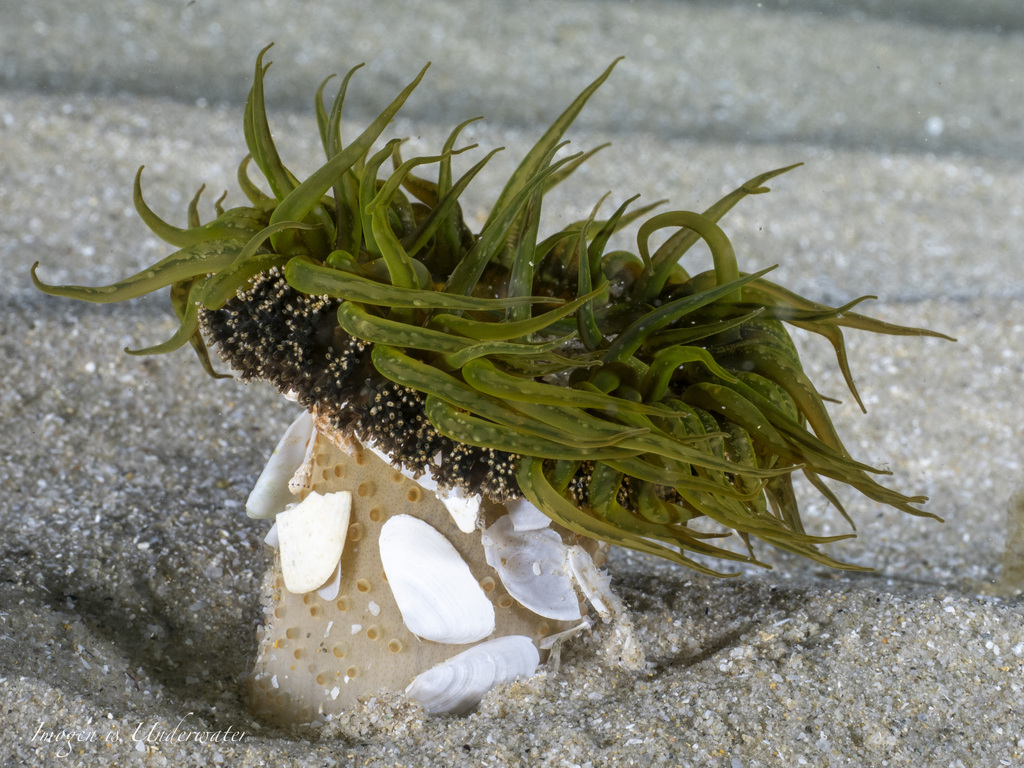 Green snakelock anemone from Rye Pier on November 9, 2024 at 10:28 PM ...