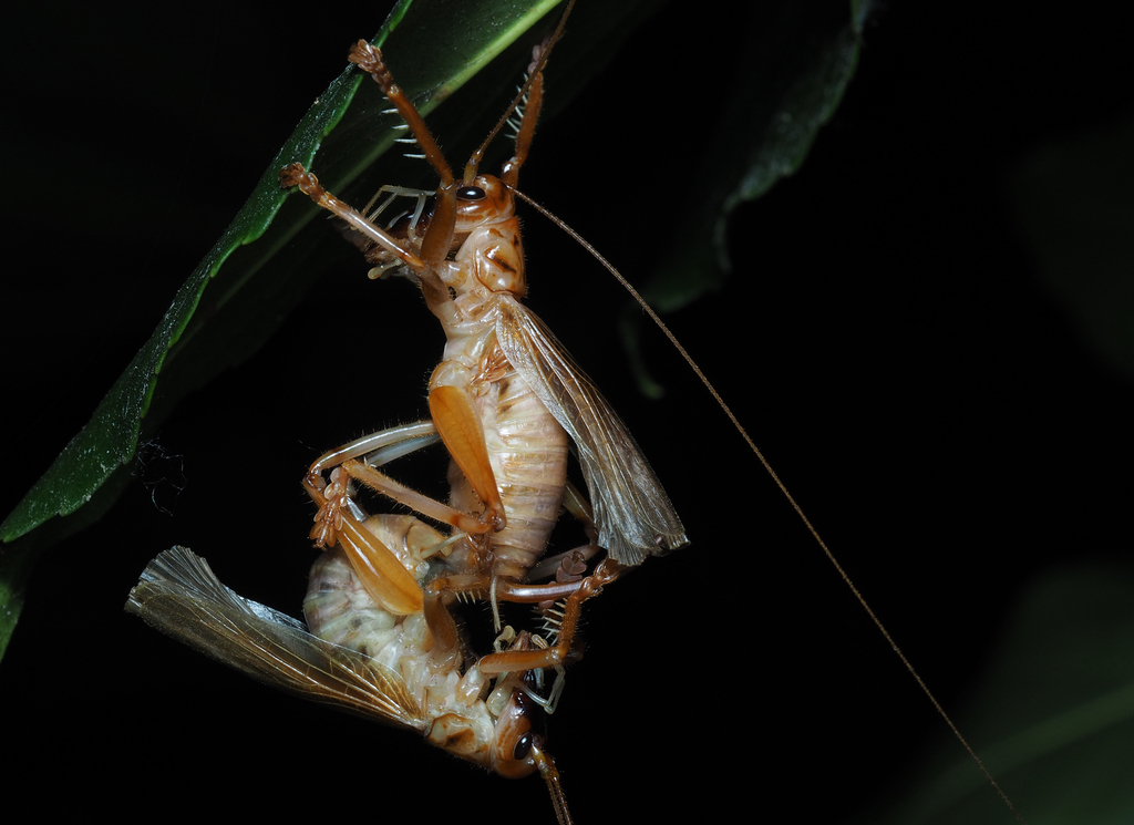 Pterapotrechus from Oropi 3173, New Zealand on November 12, 2024 at 11: ...