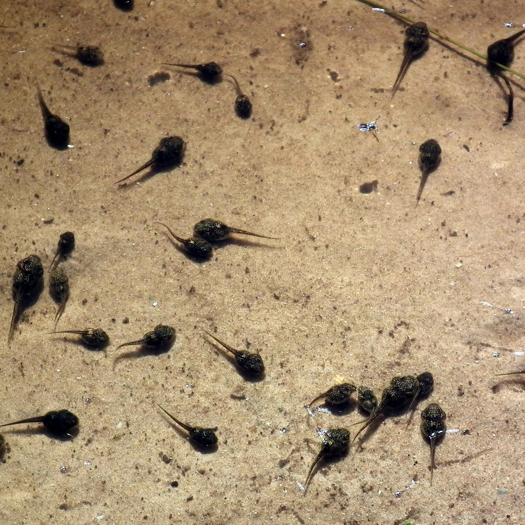 Frogs and Toads from Garden Route Botanical Garden on November 12, 2024 ...