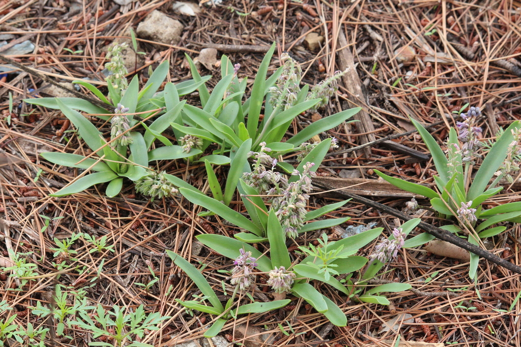 Cooper’s African hyacinth from Carletonville, 2499, South Africa on ...
