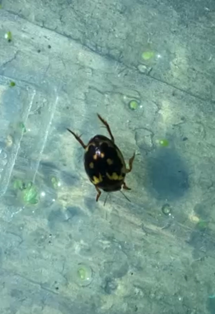 Hyphydrus japonicus in November 2023 by rockfish17 · iNaturalist