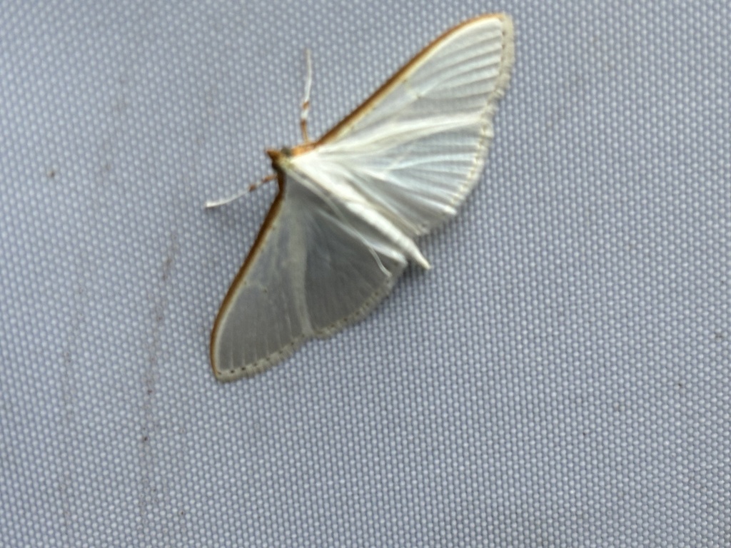 Jasmine Moth from Cornwall AONB, Penzance, England, GB on November 11 ...