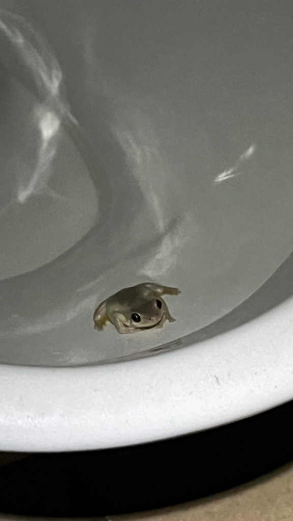 screaming tree frog in November 2024 by N.S-TheLostHuman · iNaturalist