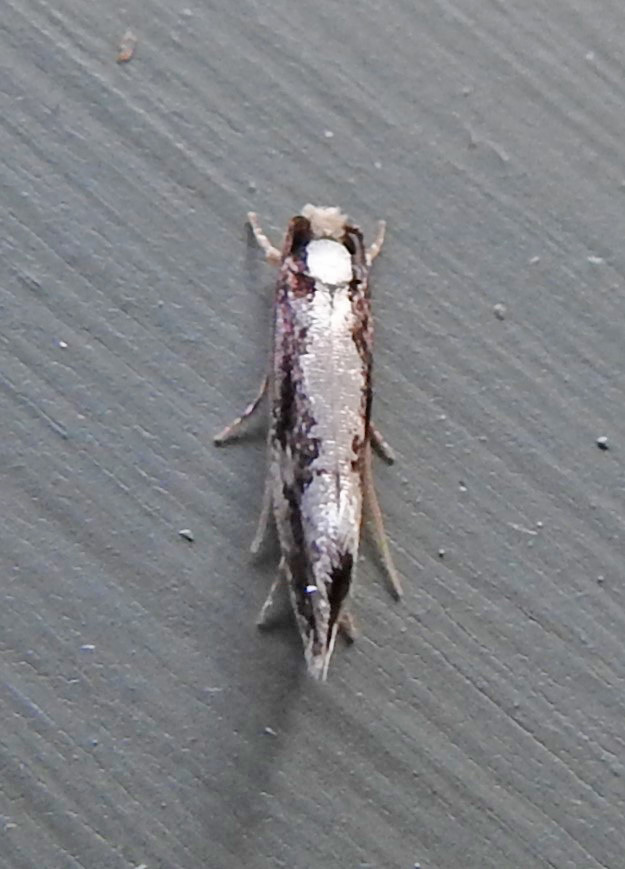 Skunkback Monopis Moth (Moths and Butterflies at Meadowside Nature ...