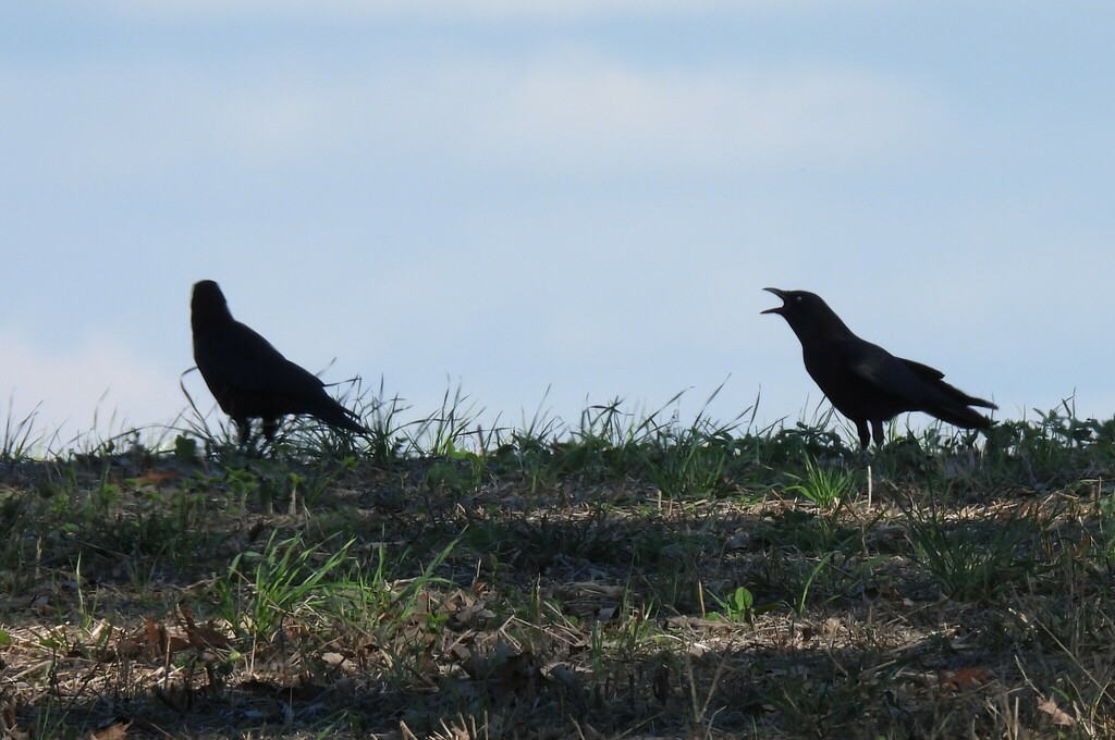 American Crow from Mulberry Lane at Moody Lane, Colbert County, AL, USA ...