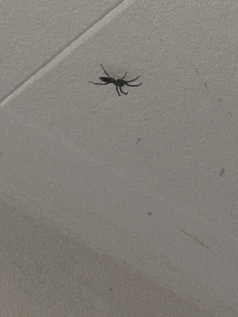 Eastern White-tail Spider from North Island / Te Ika-a-Māui, Lower Hutt ...