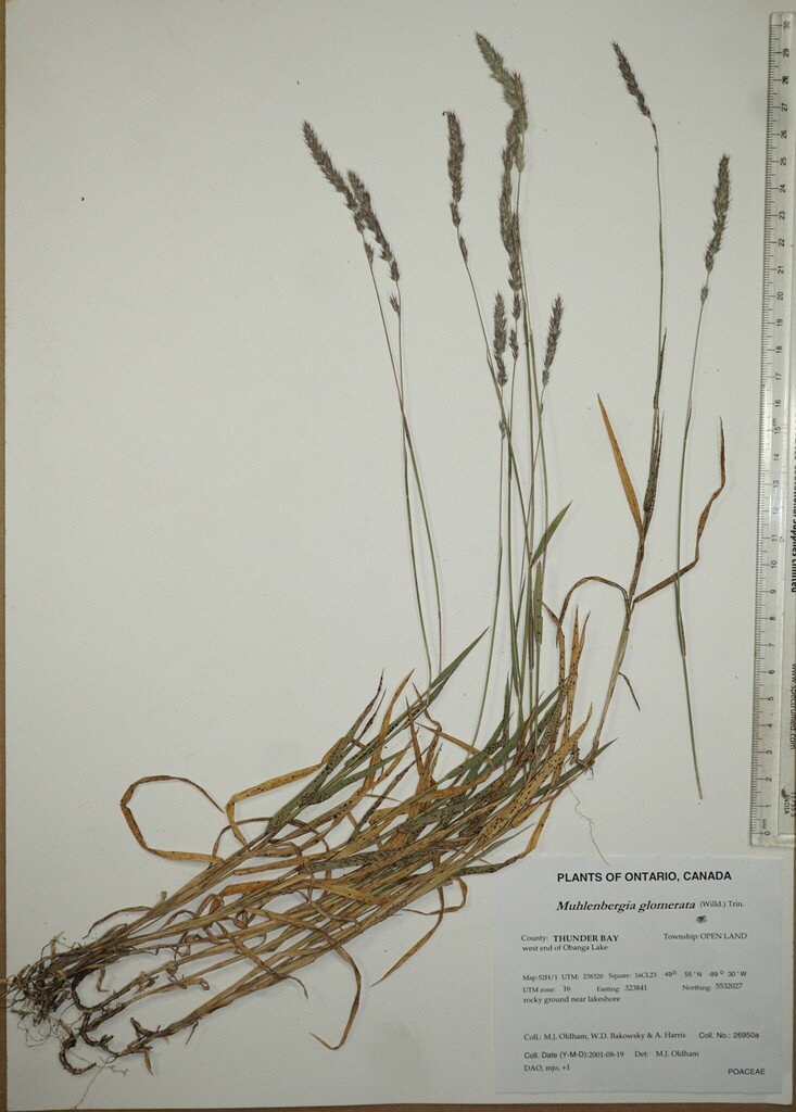 Marsh Muhly from Canada, Ontario, THUNDER BAY County, west end of ...
