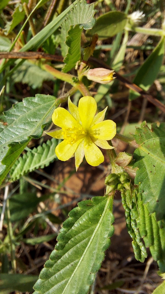 white jute from 8M84+V6C, Shivaji Nagar, Sillod, Maharashtra 431112 ...