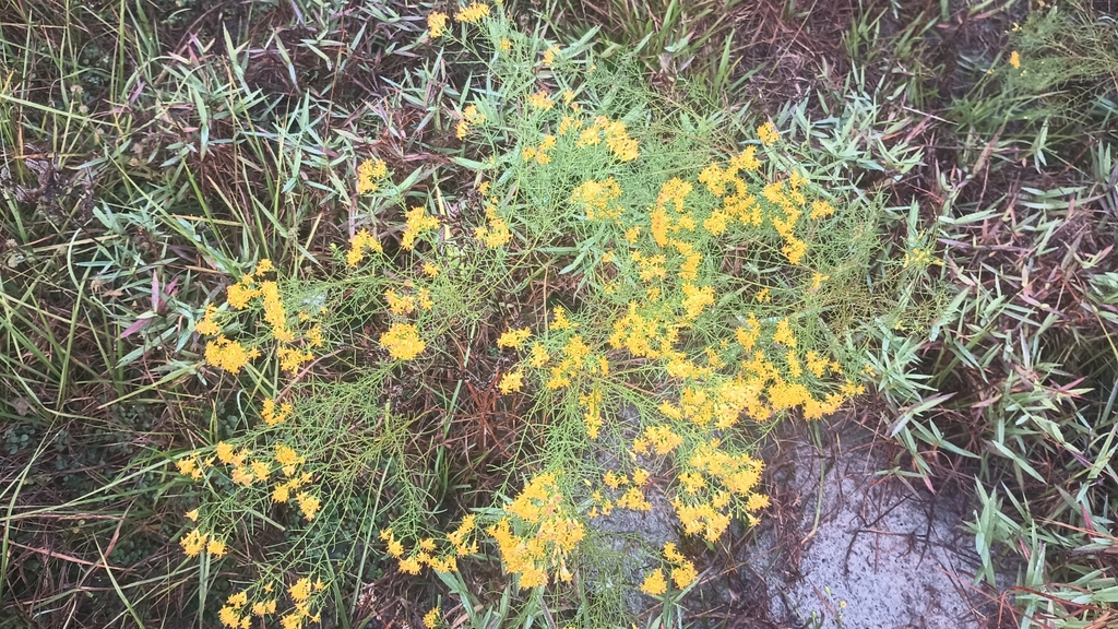 slender goldentop from Fort Meade, FL 33841, USA on November 12, 2024 ...