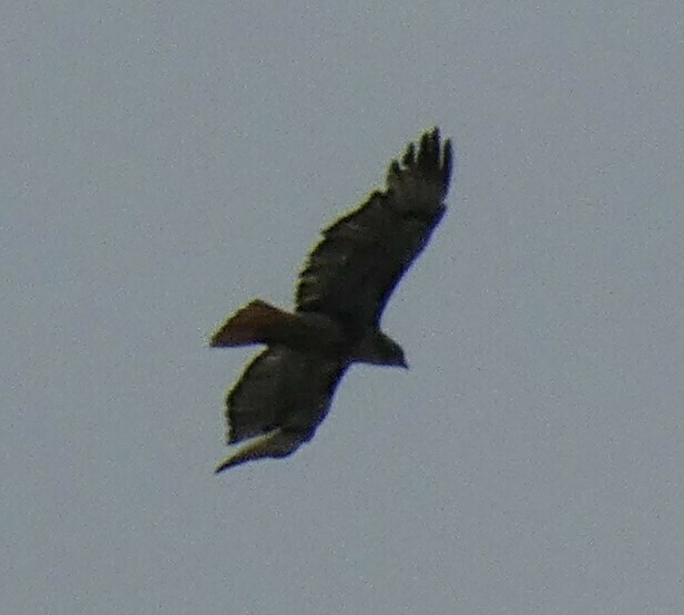 Red-tailed Hawk from Florida, Orange, Orlando, Lake Eola Park on July 4 ...