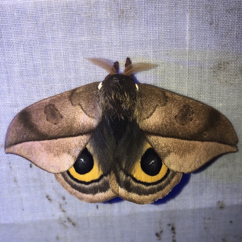 Automeris annulata · iNaturalist