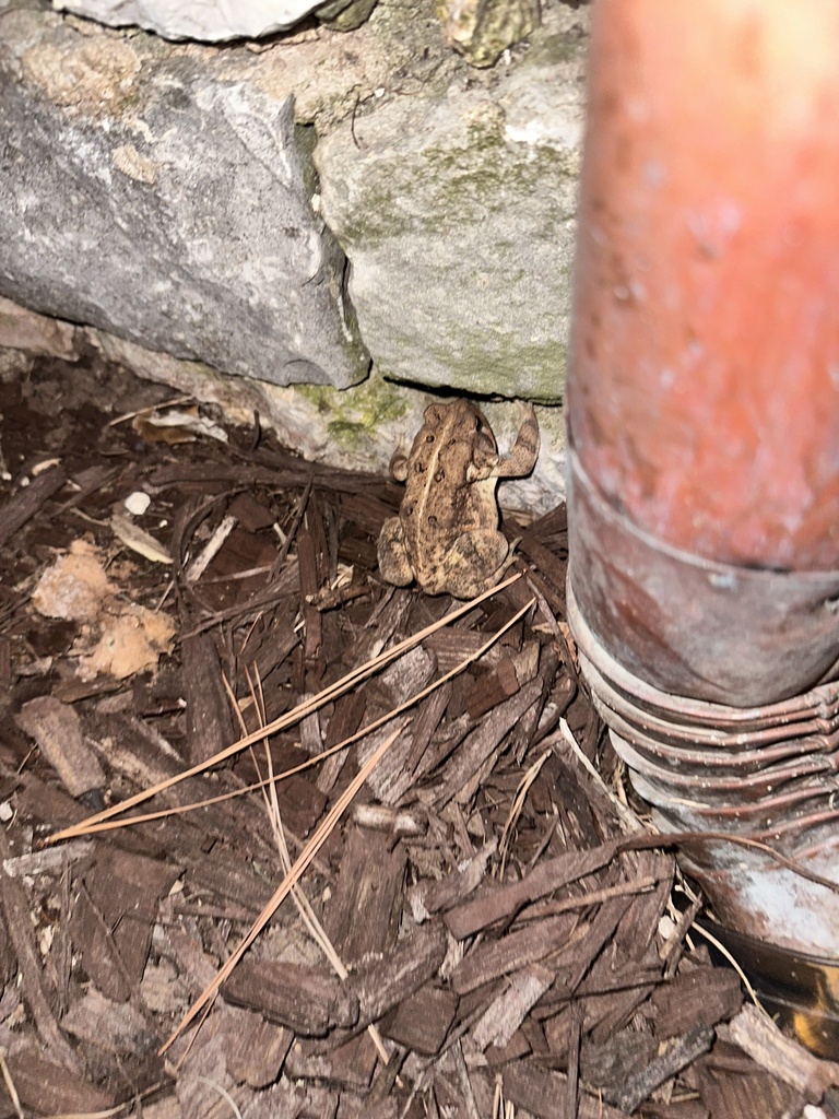 North American Toads from S Harvard Ave, Tulsa, OK, US on October 05 ...