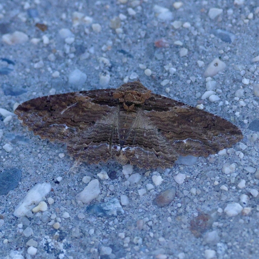 Lunate Zale Moth from Robert Moses State Park, Babylon, NY, US on ...