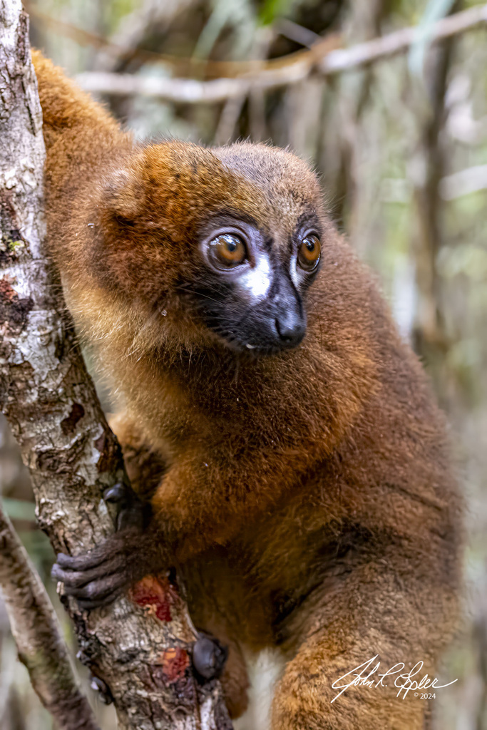 Red-bellied Lemur in October 2024 by John Eppler. Red-bellied Lemur ...