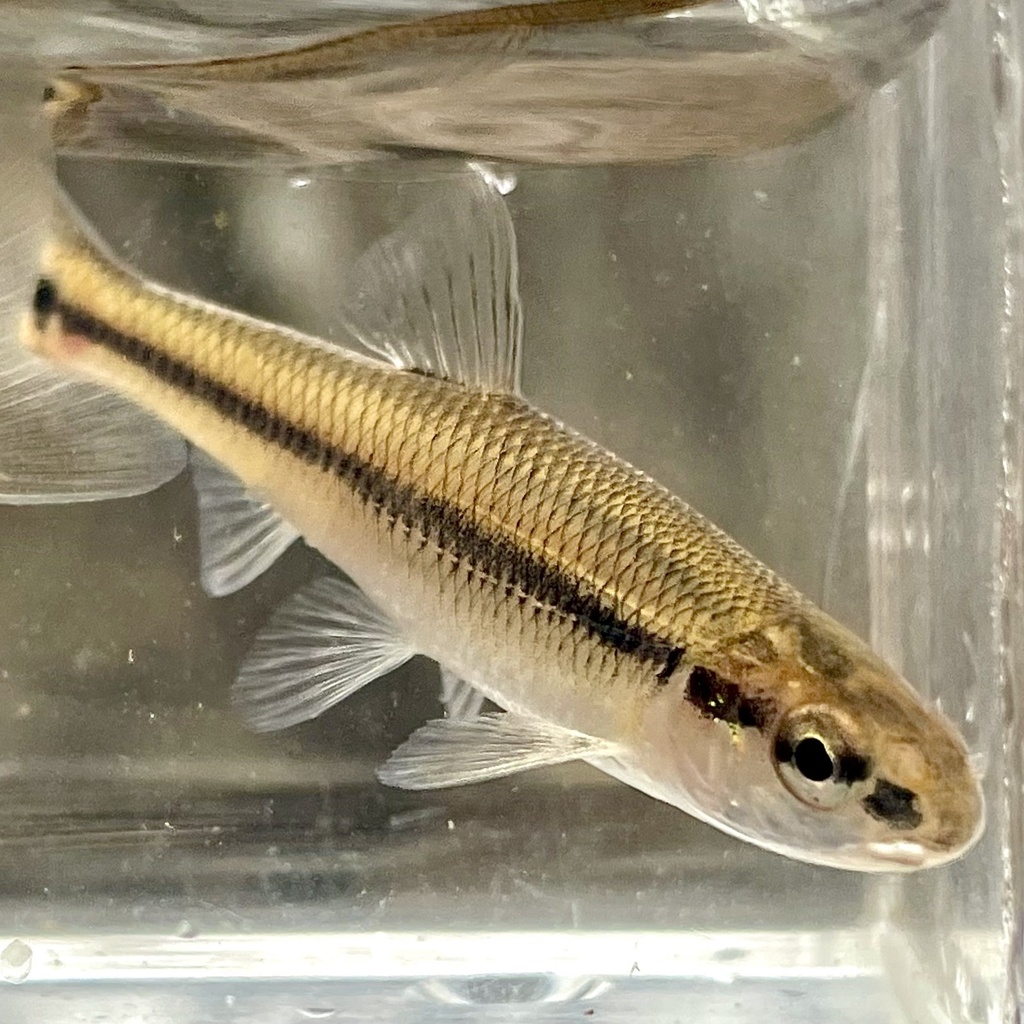 Bluntnose Minnow (Pimephales notatus) - Marine Life Identification