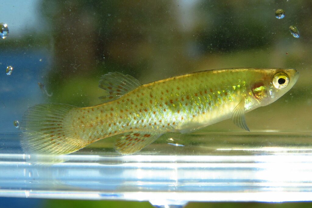 Golden Topminnow (Fundulus chrysotus) - Marine Life Identification