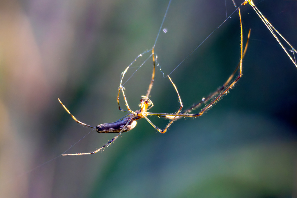 Elongate Stilt Spider from Lewisville, TX, USA on November 10, 2024 at ...