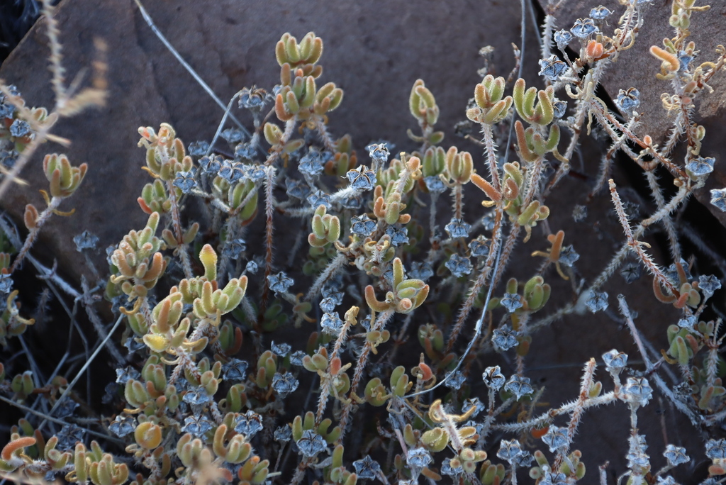 Drosanthemum archeri from Erdvark Trail, Vanghok Loop, Rooiheuwel on ...