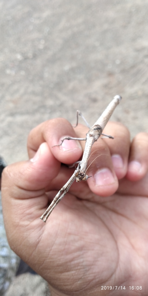 Aethalochroa from Shampara, Gujarat, India on July 14, 2019 at 04:08 PM ...